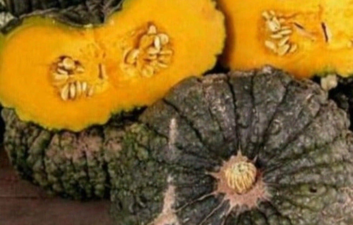 Pumpkin Australian Ironbark - 5 Seeds – ATLANTIC SEEDS